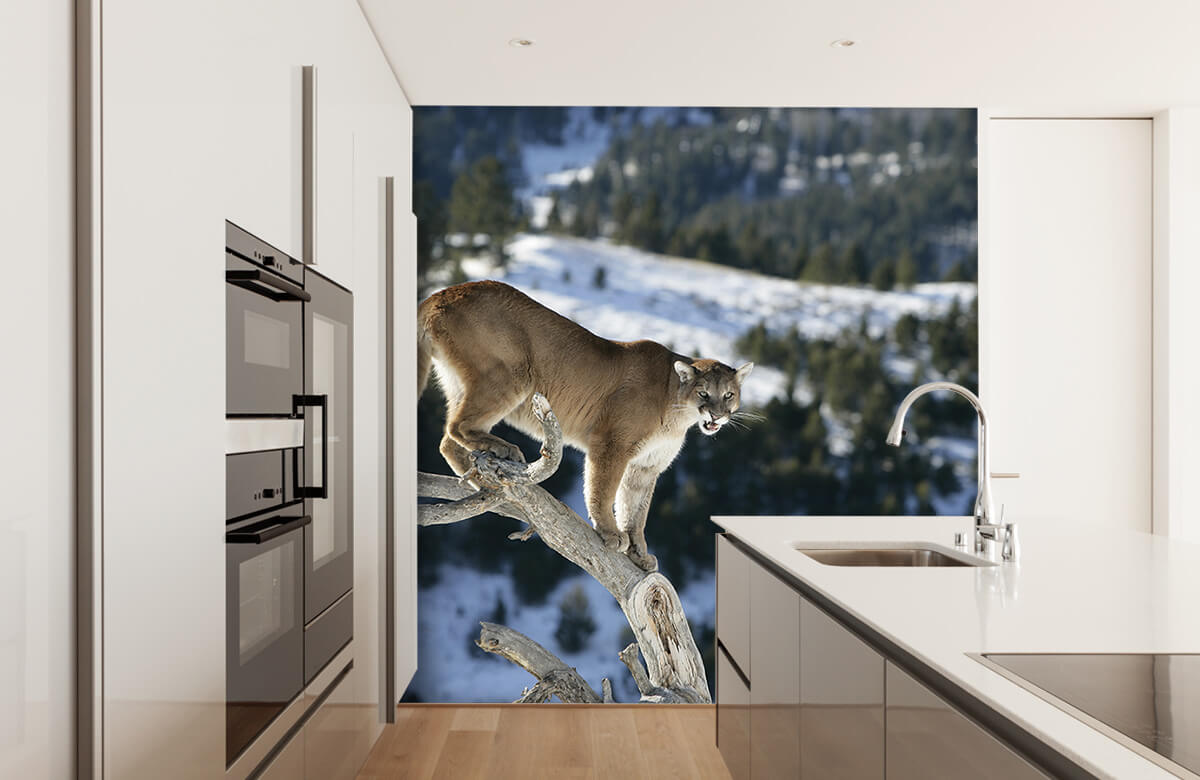 Bergleeuw op een dode boom - Fotobehang