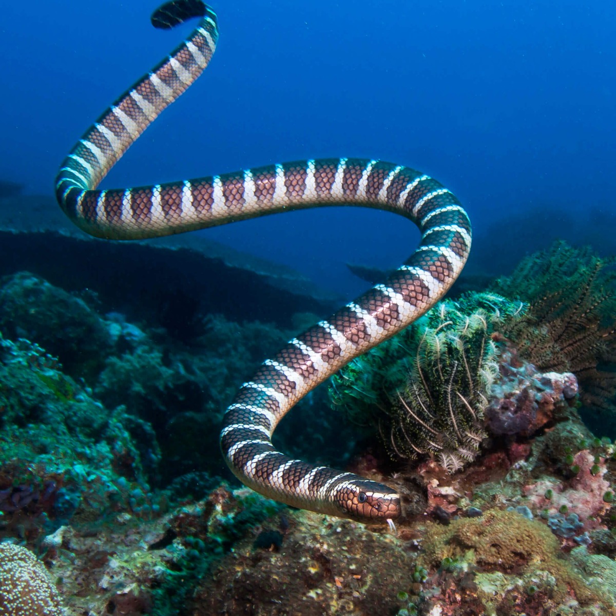 Gestreepte zeeslang - Fotobehang