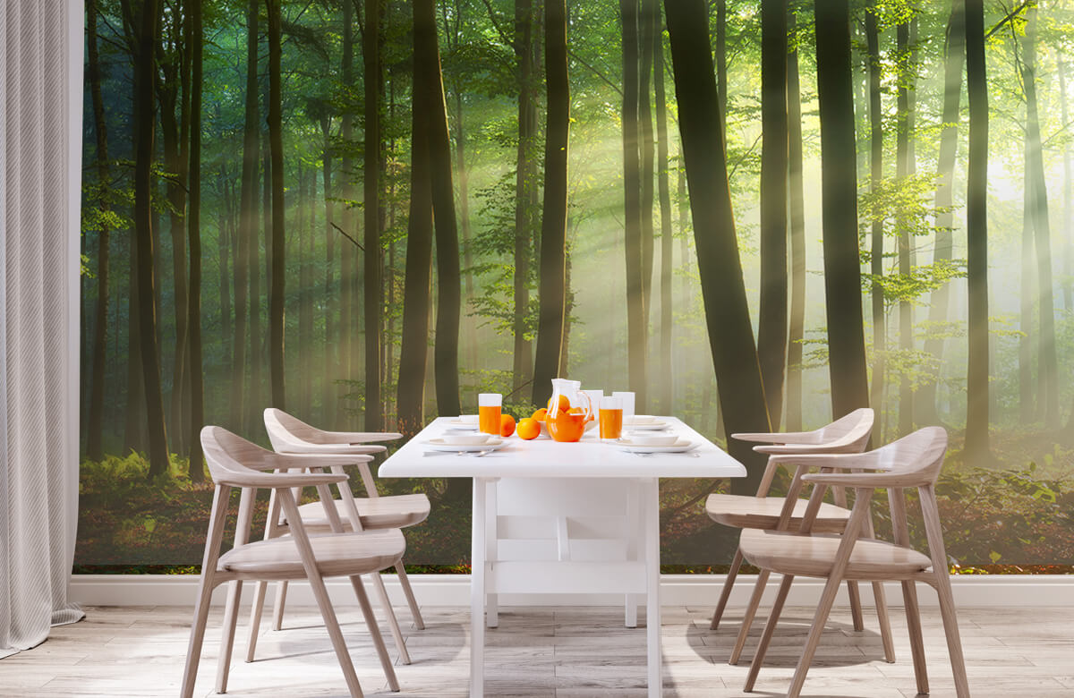 Ochtendzon tussen de bomen - Fotobehang