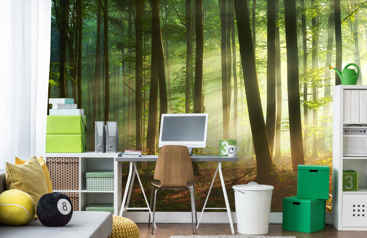 Ochtendzon tussen de bomen - Fotobehang