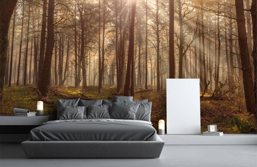 Behang met bos met hoge bomen - Fotobehang