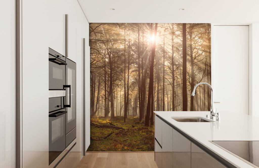 Behang met bos met hoge bomen - Fotobehang