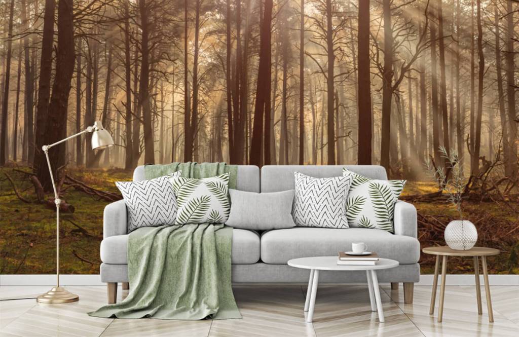 Behang met bos met hoge bomen - Fotobehang