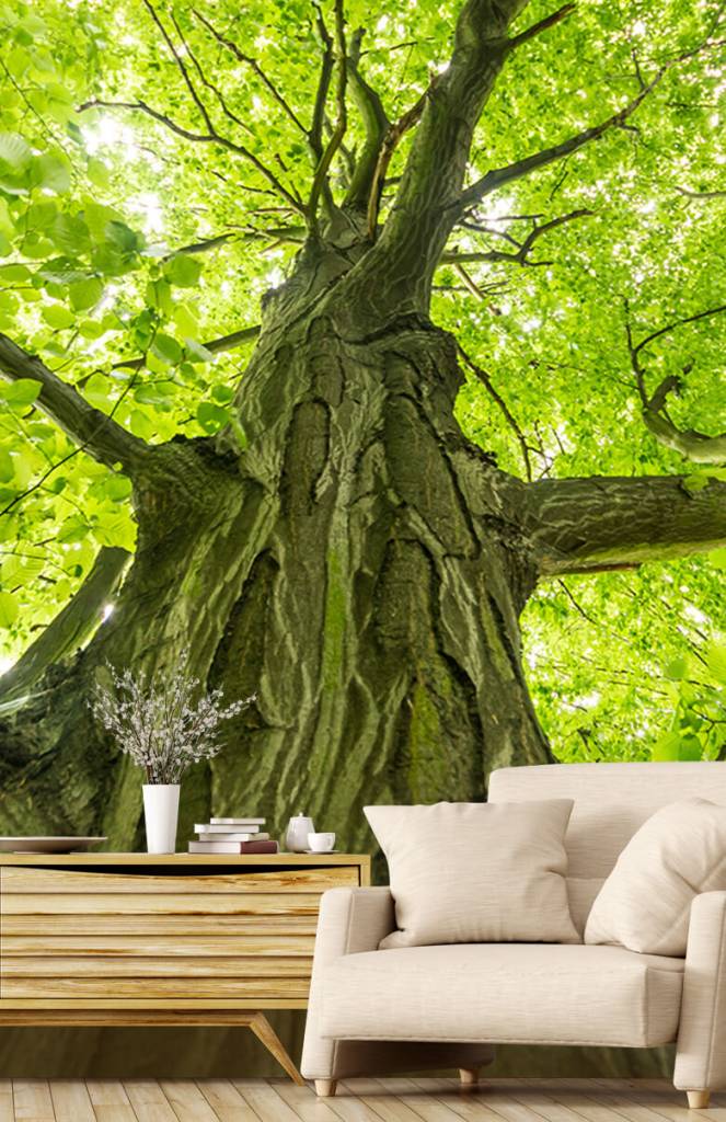 Behang met een grote boom in het bos - Fotobehang