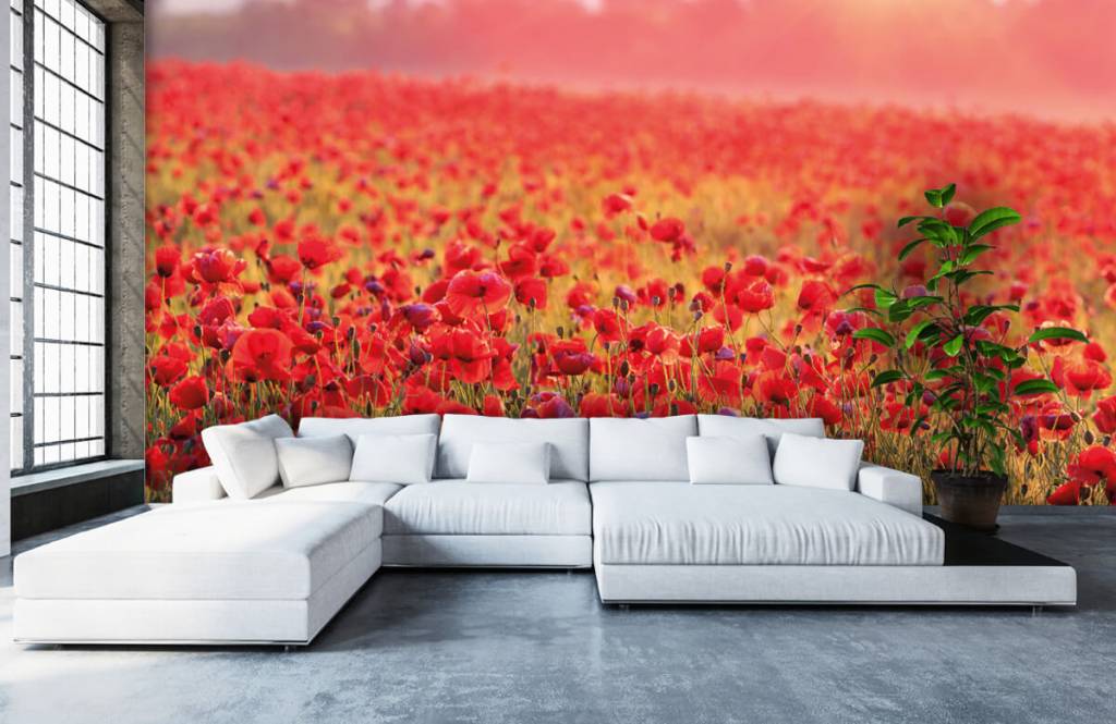 Behang met een veld vol klaprozen - Fotobehang
