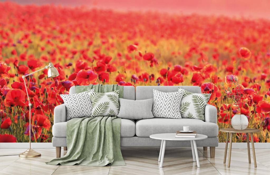 Behang met een veld vol klaprozen - Fotobehang