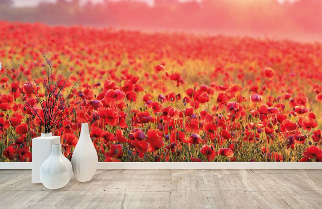 Behang met een veld vol klaprozen - Fotobehang