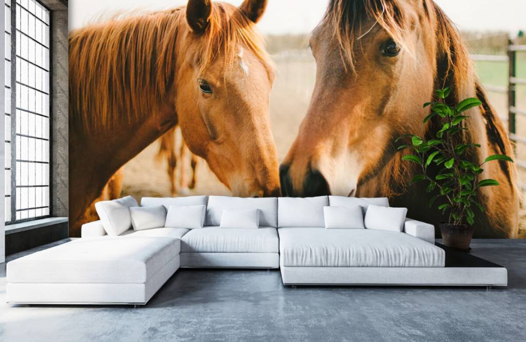Behang met twee paarden - Fotobehang