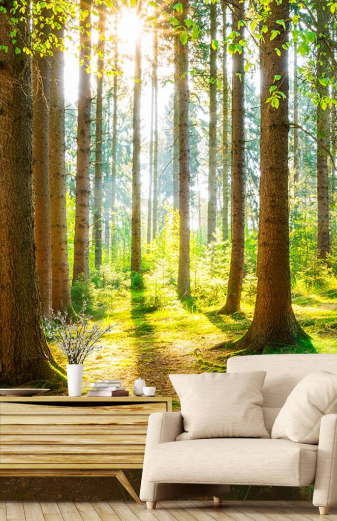 Behang van een zonsopkomst in het bos - Fotobehang