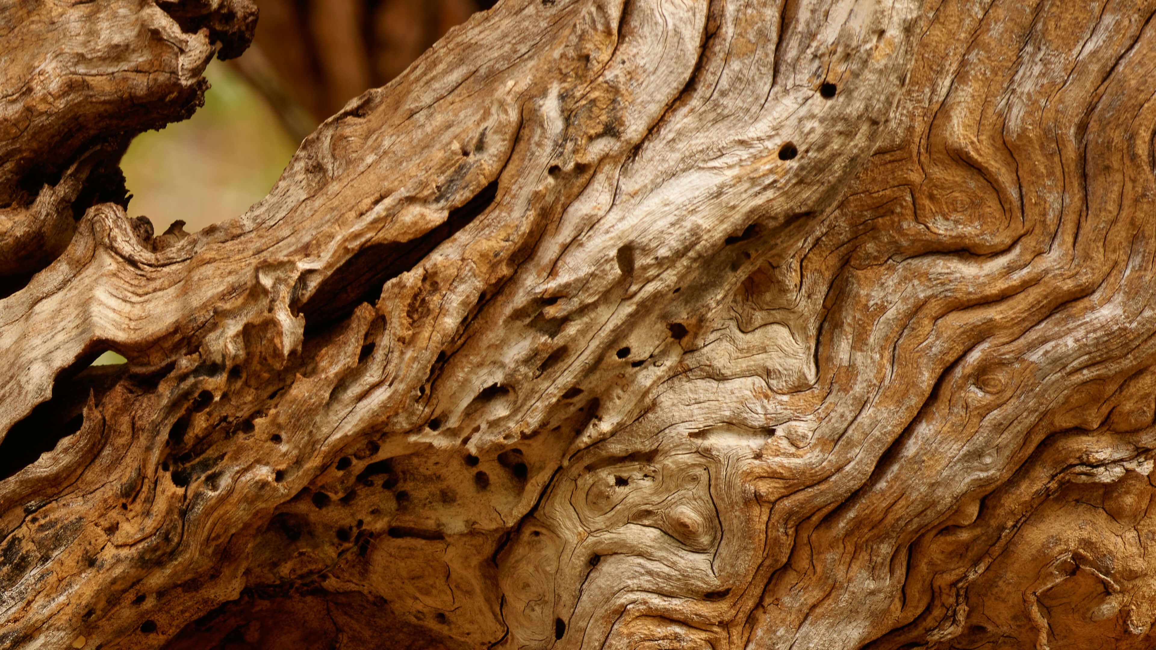 Close-up oude boom - Fotobehang