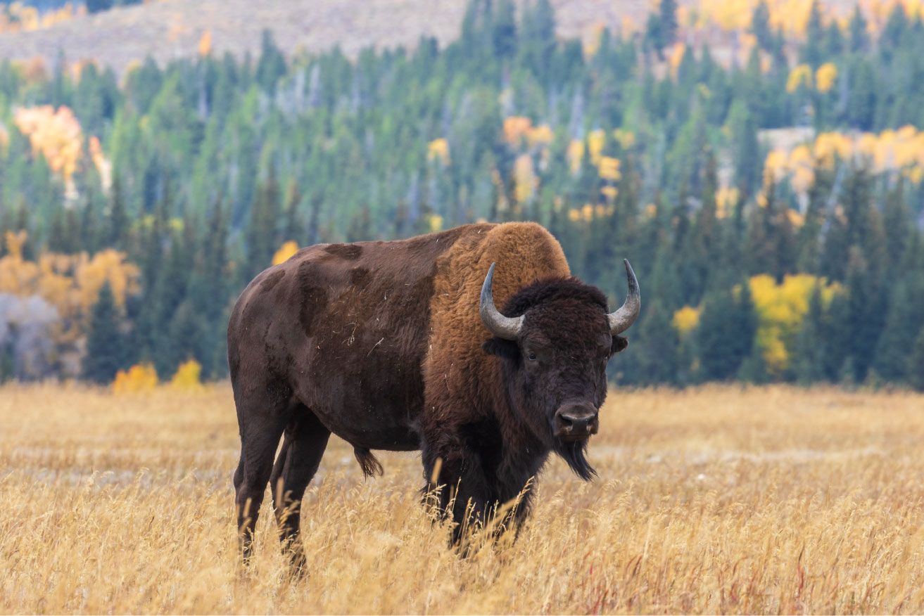 Amerikaanse Bizon Stier De Amerikaanse Stier Van De Bizon In Badlands