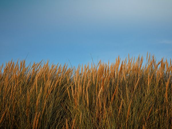 Duingras - Fotobehang