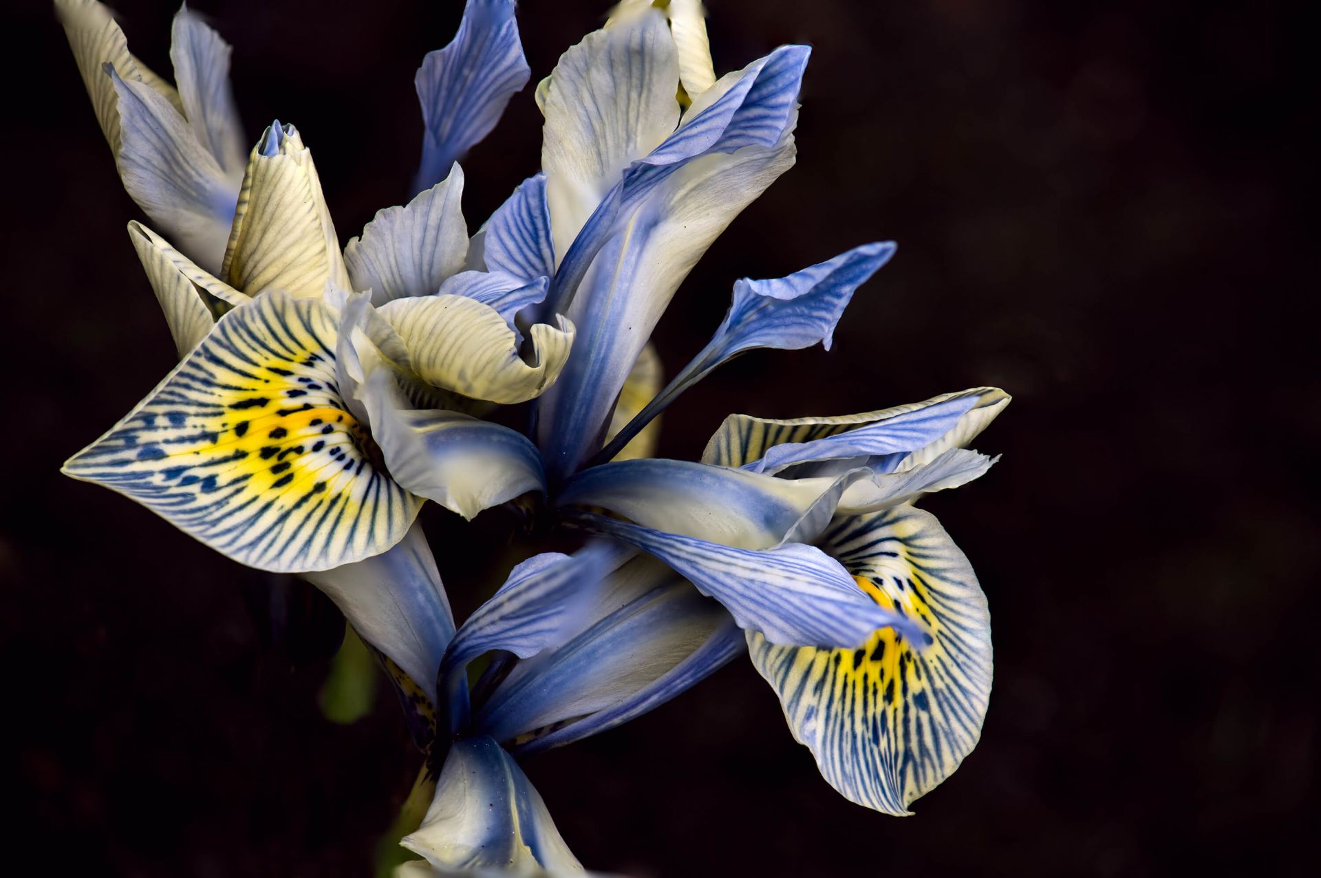 Blauwe Irissen - Fotobehang Blauwe Irissen - Fotobehang