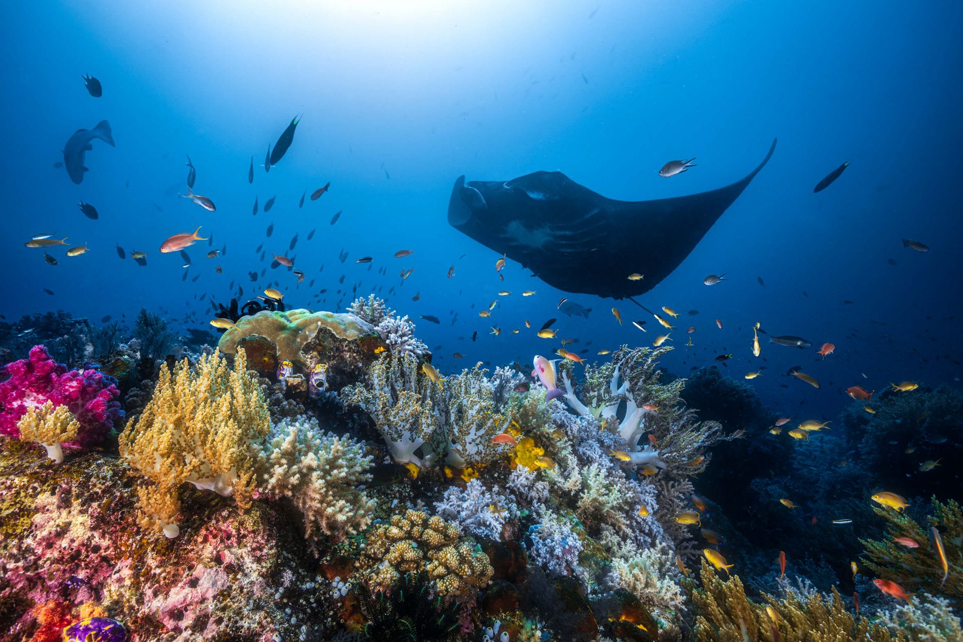 Manta reef on the reef - Fotobehang