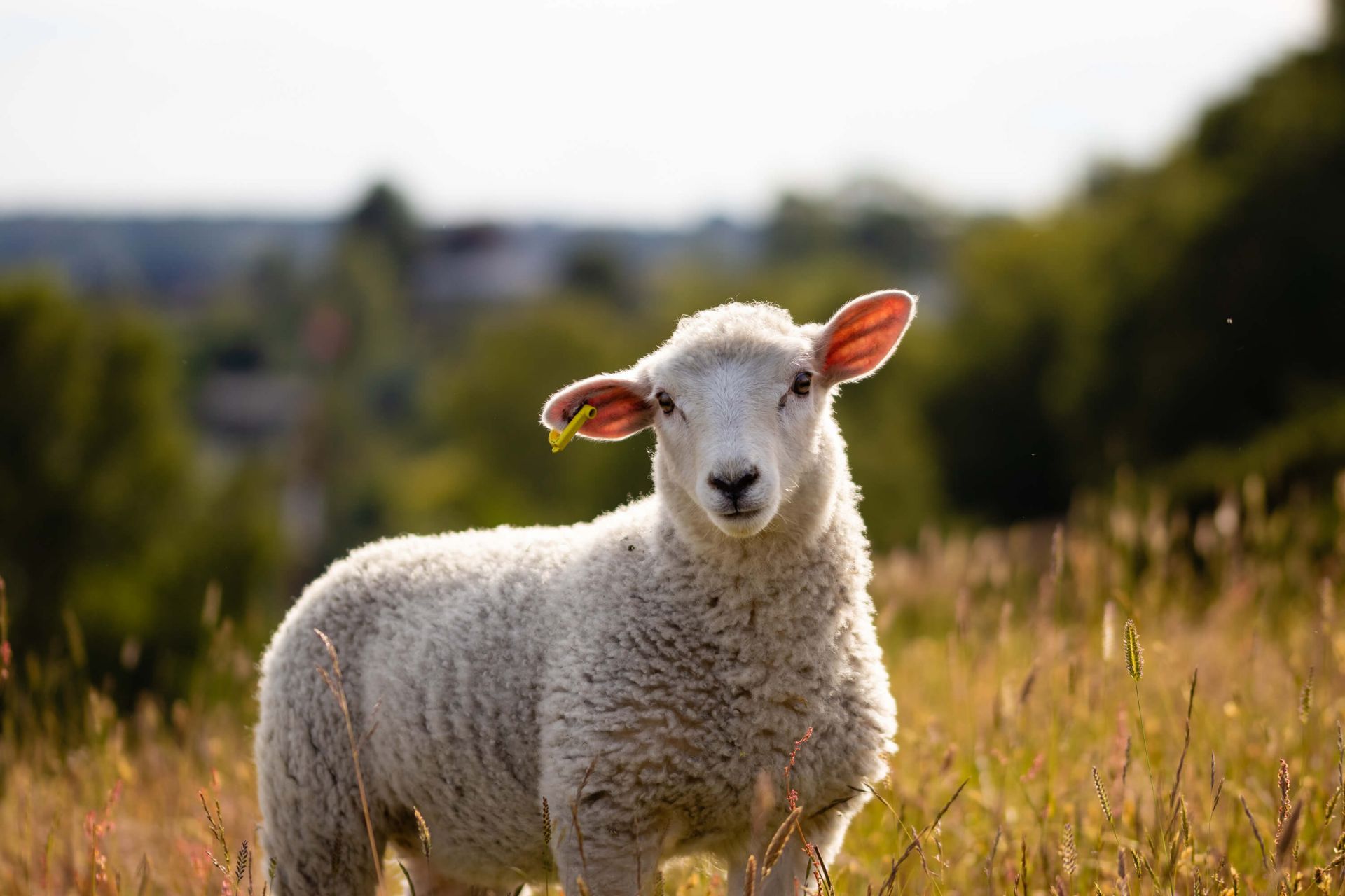 Jong schaap - Fotobehang