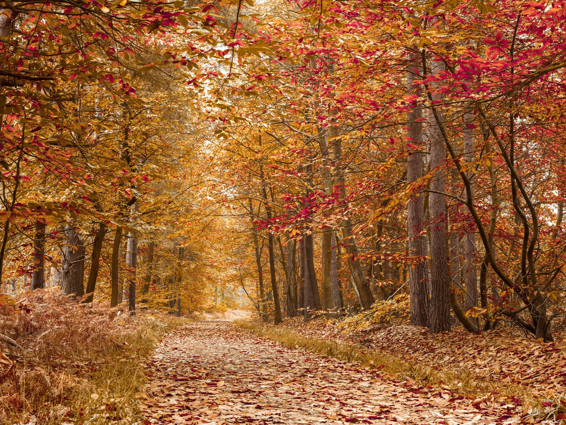 Pathway through Autumn forest - Fotobehang