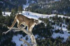 Bergleeuw op een dode boom - Fotobehang