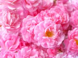 Meerdere roze rozen - Fotobehang