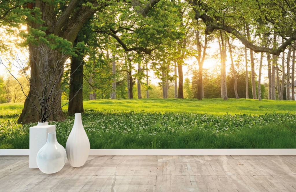 Fotobehang van een open plek in het bos - Fotobehang