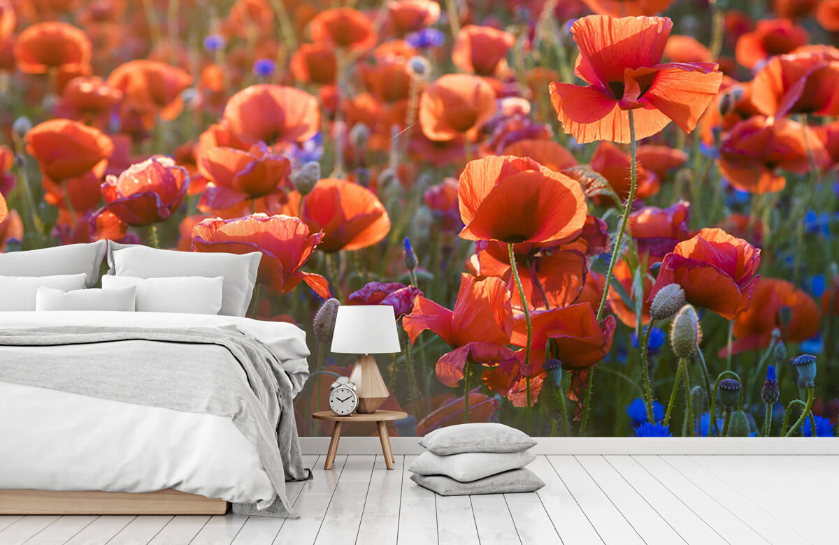 Klaprozen in het avondlicht - Fotobehang