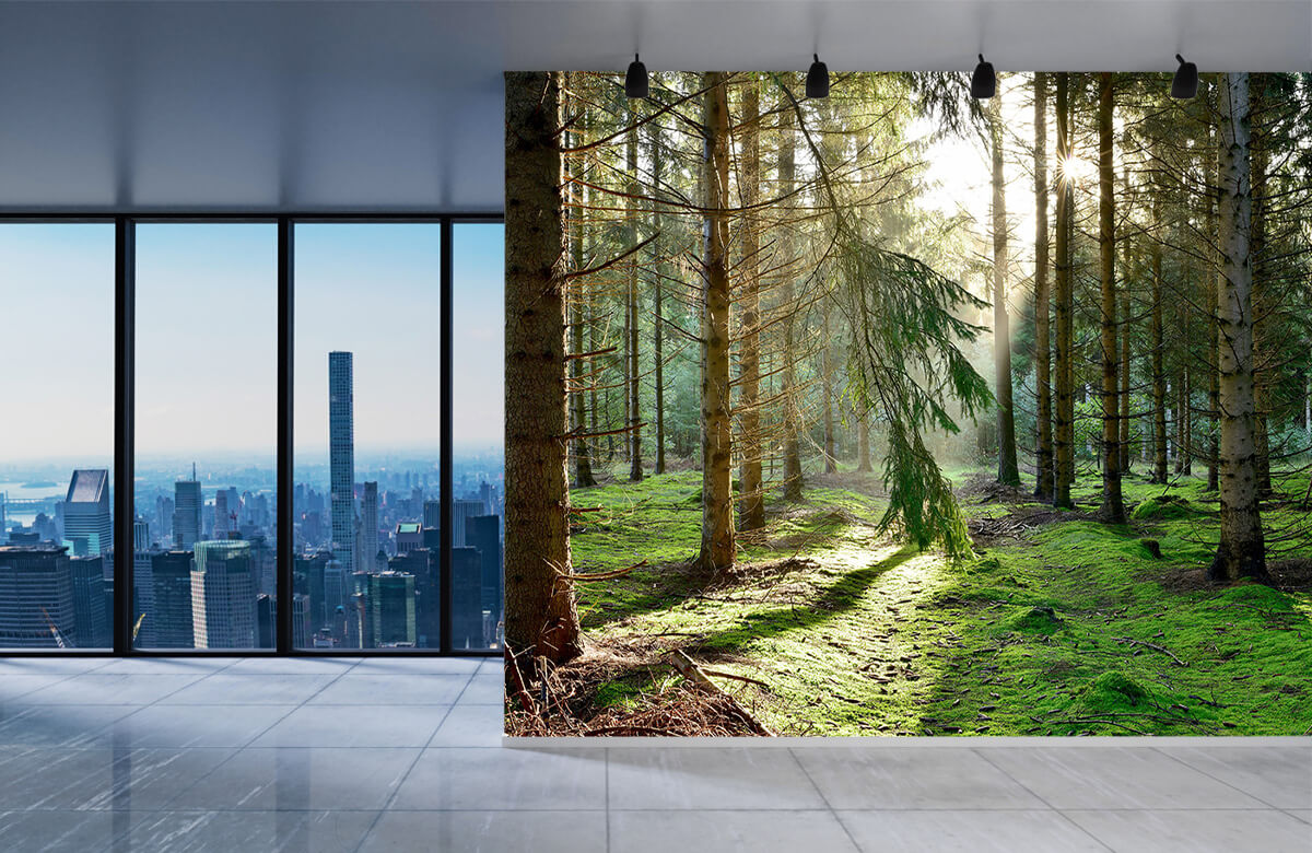 Naaldbos in de ochtendzon - Fotobehang