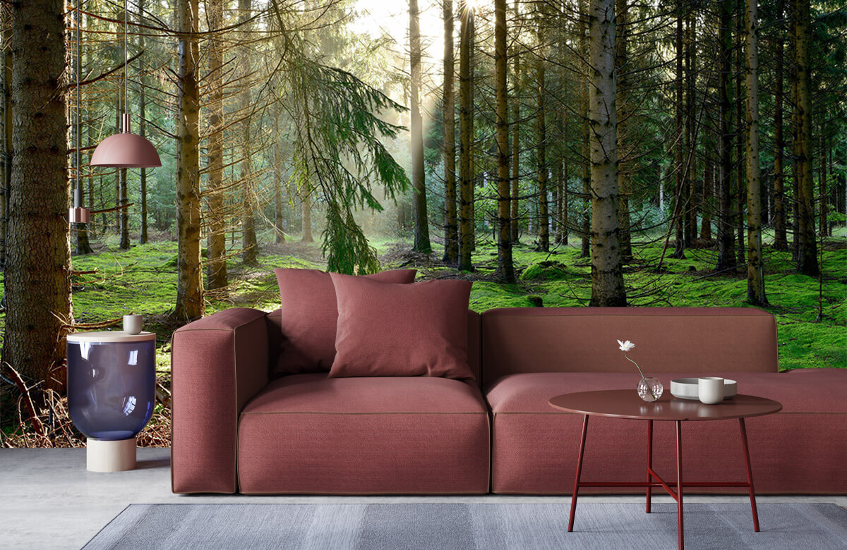 Naaldbos in de ochtendzon - Fotobehang