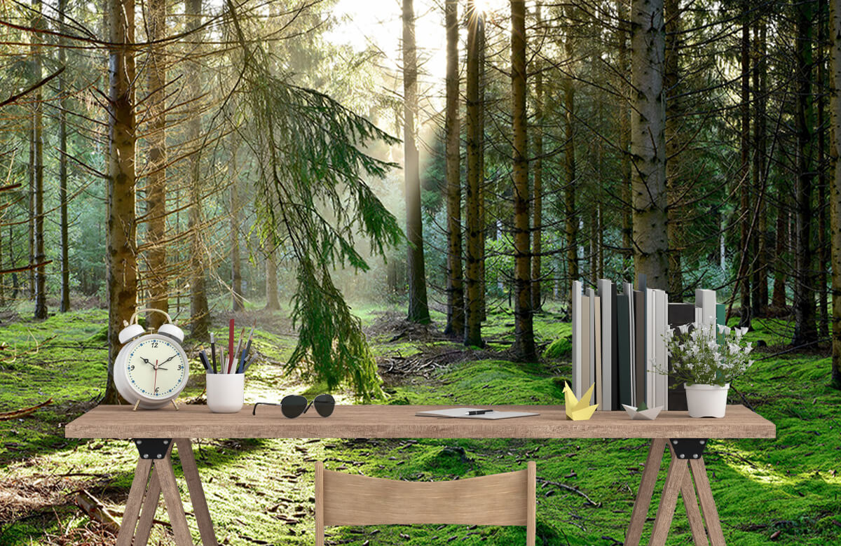 Naaldbos in de ochtendzon - Fotobehang