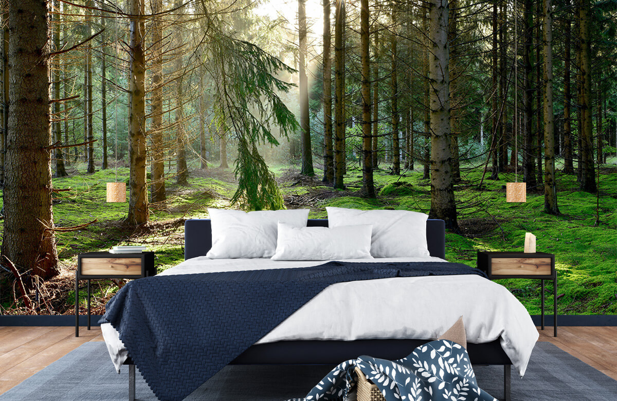 Naaldbos in de ochtendzon - Fotobehang