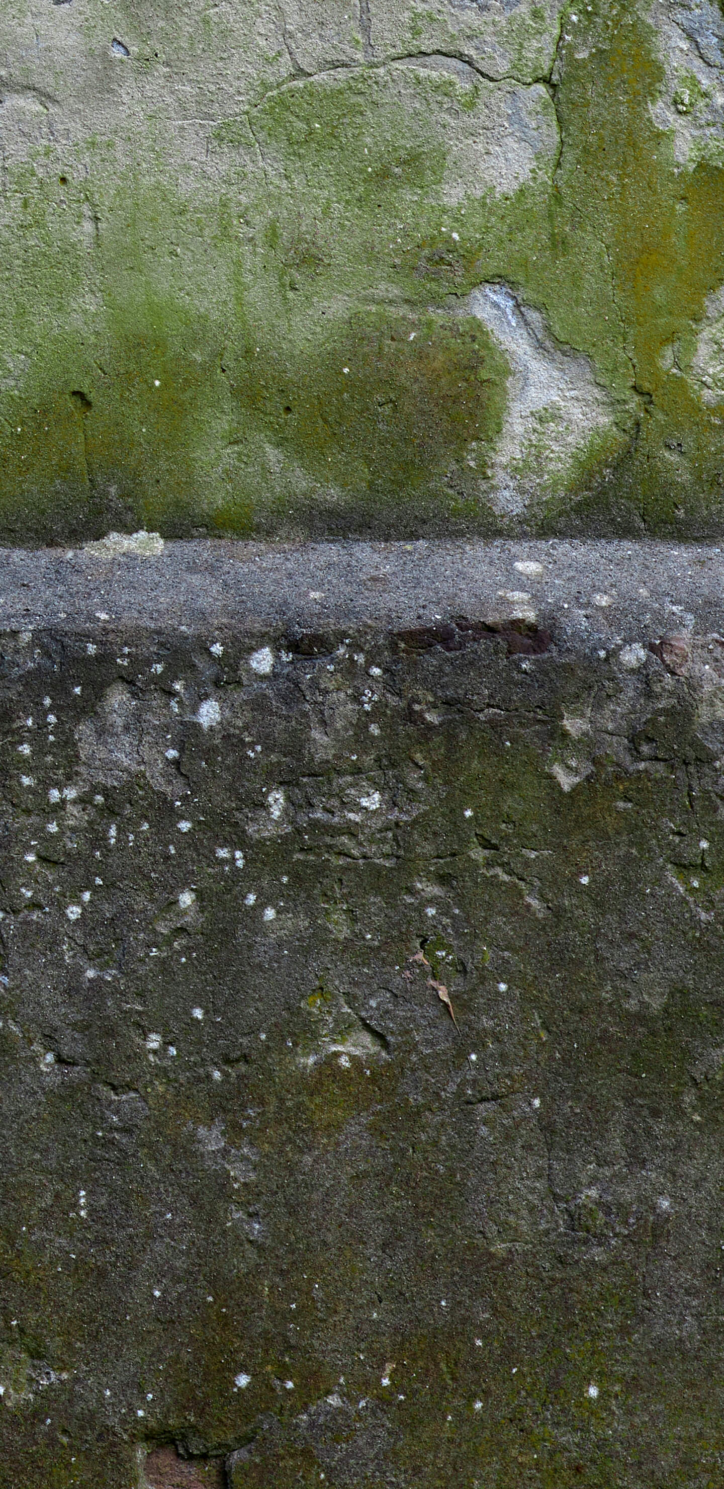 Mos op oude muur - Fotobehang